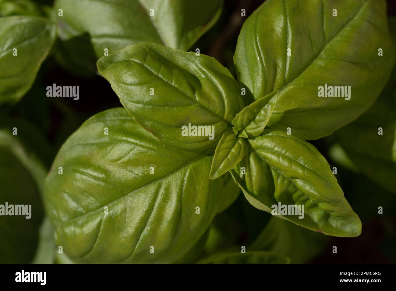 Basil photographed from above. The leaves grow on a plant Stock Photo ...
