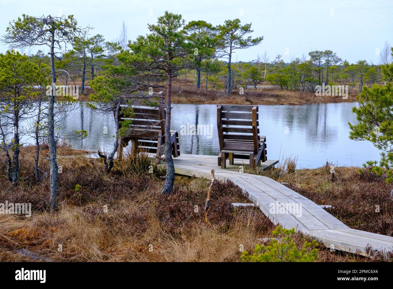 Wooden bench. swamp landscape, swamp vegetation painted in autumn ...