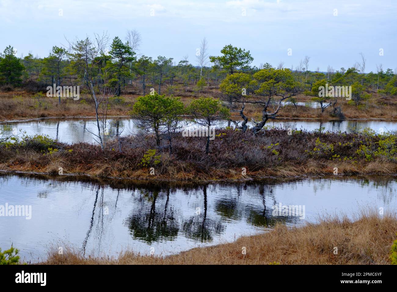 Kemeru swamp, national park with blue lake and trees, and bushes in ...