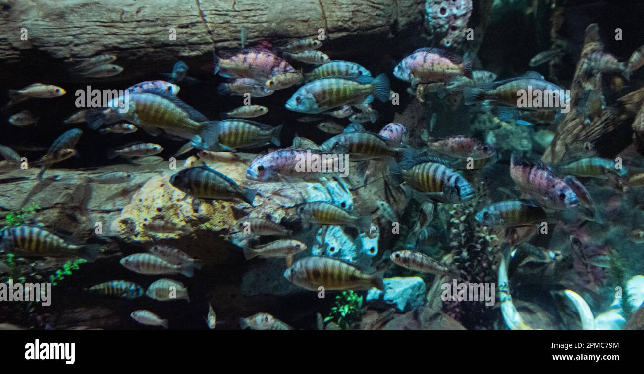 A school of stripped fish swimming in an aquarium Stock Photo - Alamy