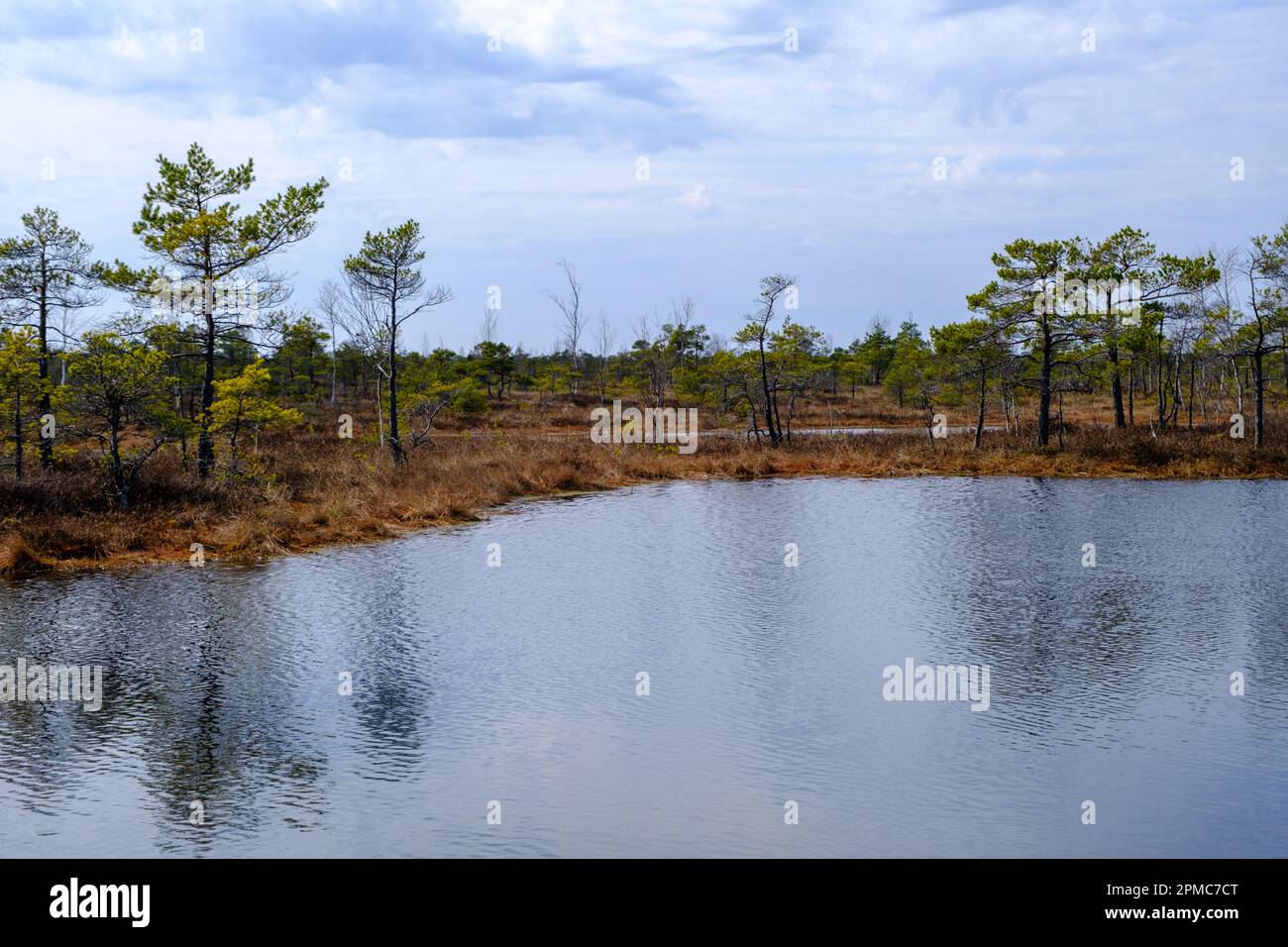 Kemeru swamp, national park with blue lake and trees, and bushes in ...