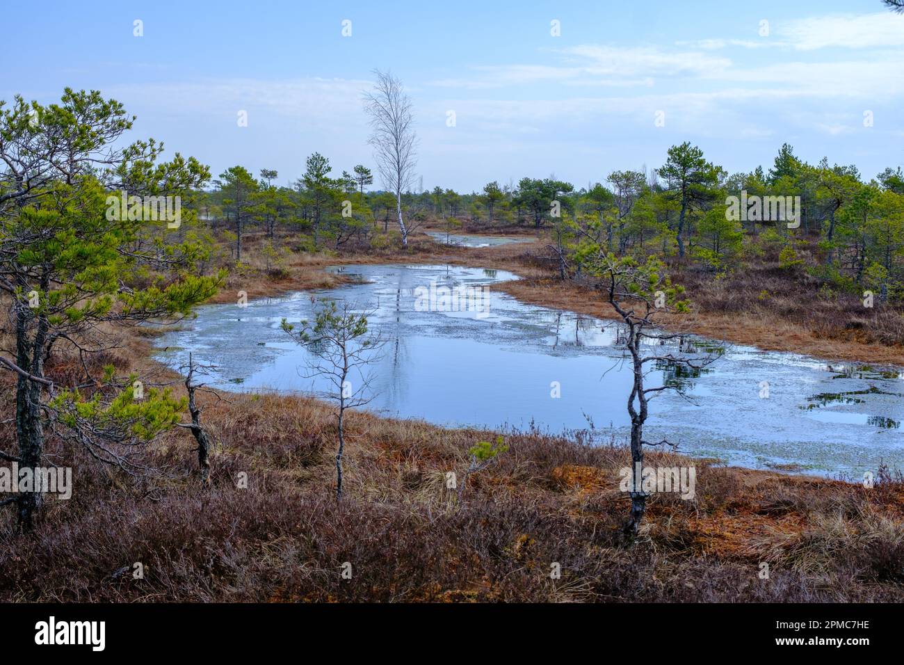 Kemeru swamp, national park with blue lake and trees, and bushes in ...