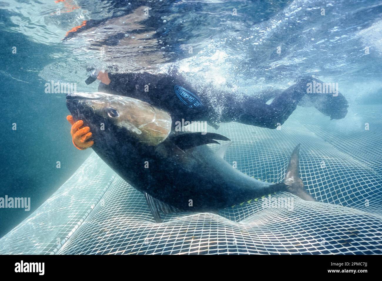 Australian diver wrestles Pacific Ocean bluefin tuna, Thunnus ...