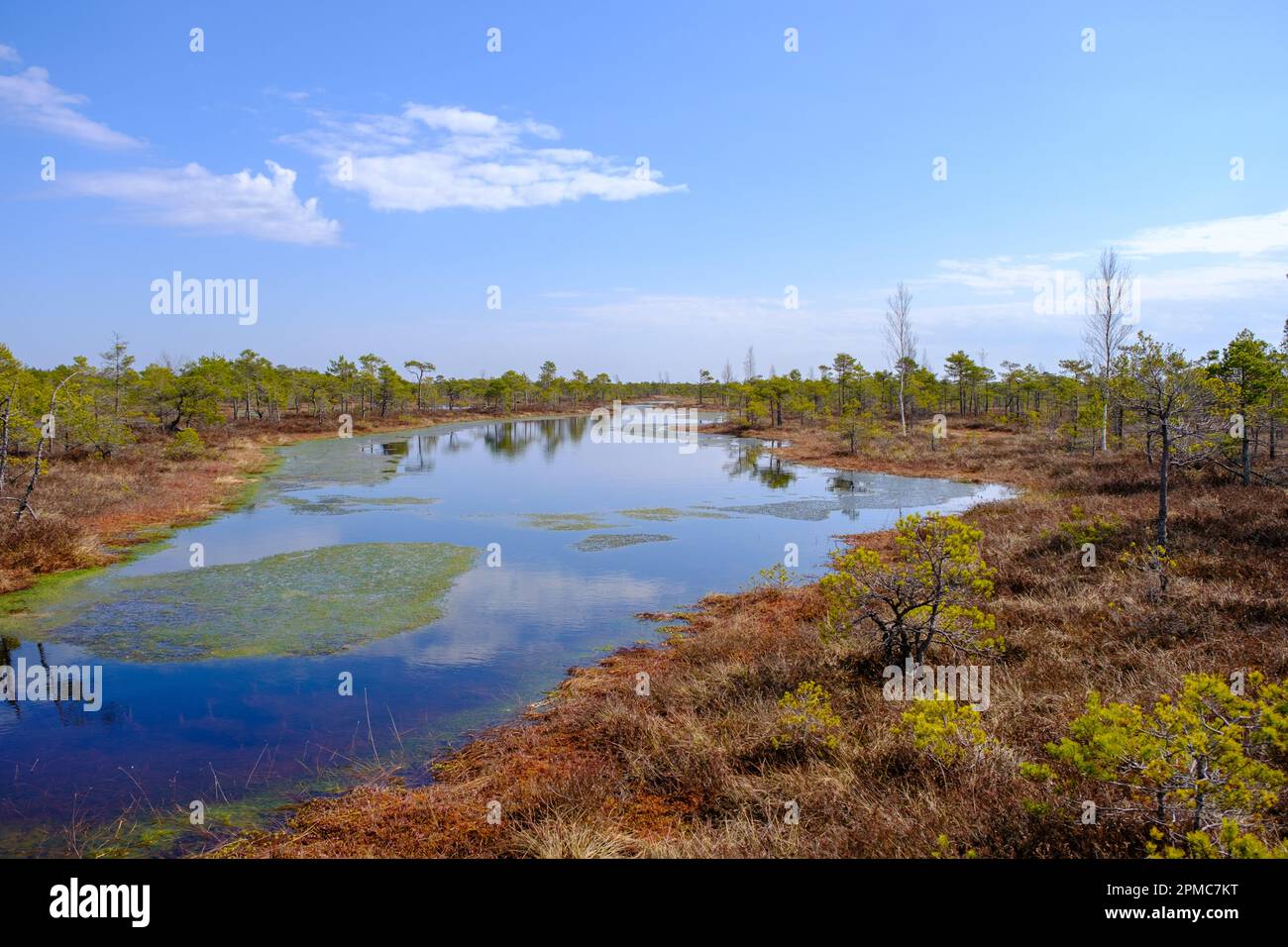 Kemeru swamp, national park with blue lake and trees, and bushes in ...