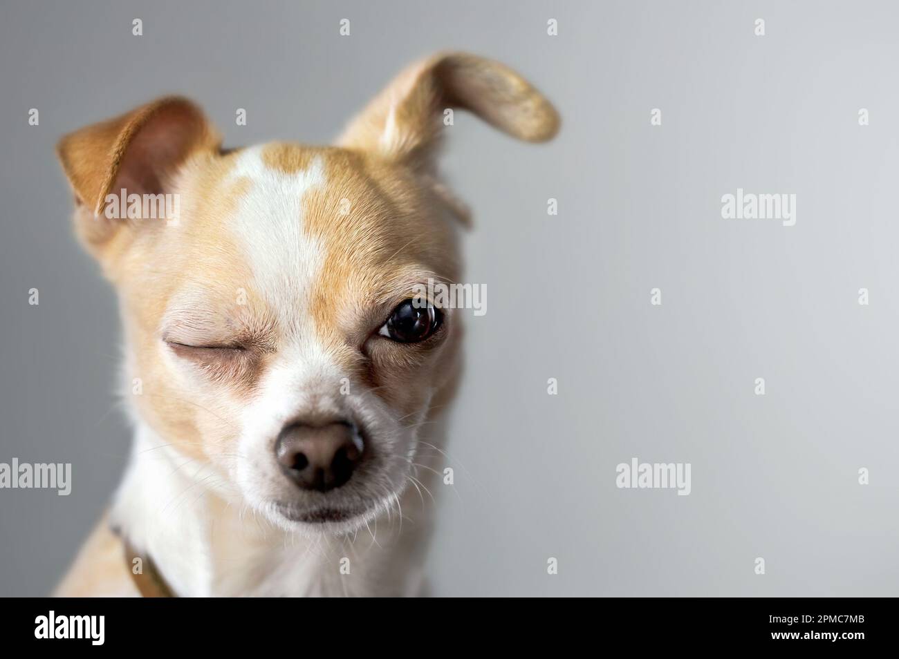 A close-up shot of a cute, furry Chihuahua dog winking with one ear up ...