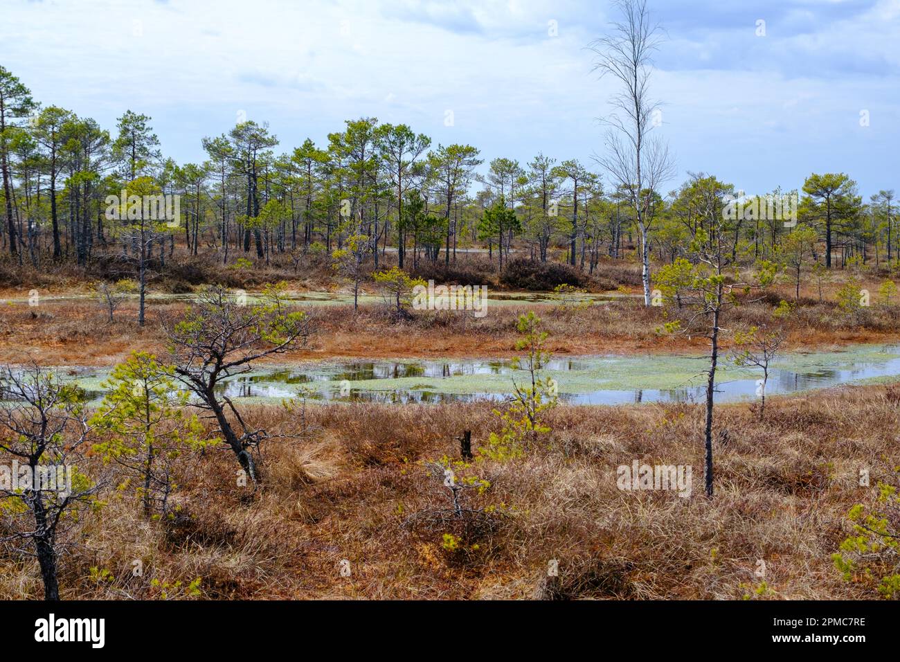 Kemeru swamp, national park with blue lake and trees, and bushes in ...