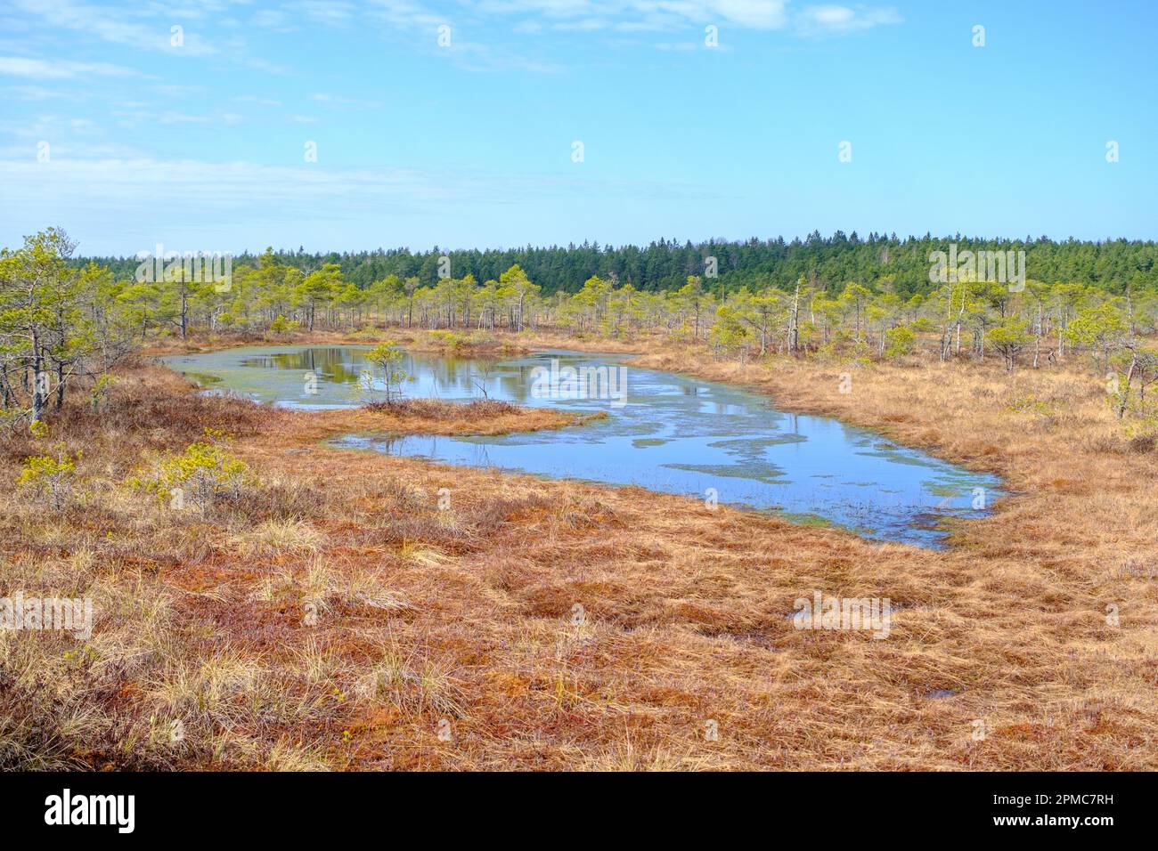 Kemeru swamp, national park with blue lake and trees, and bushes in ...