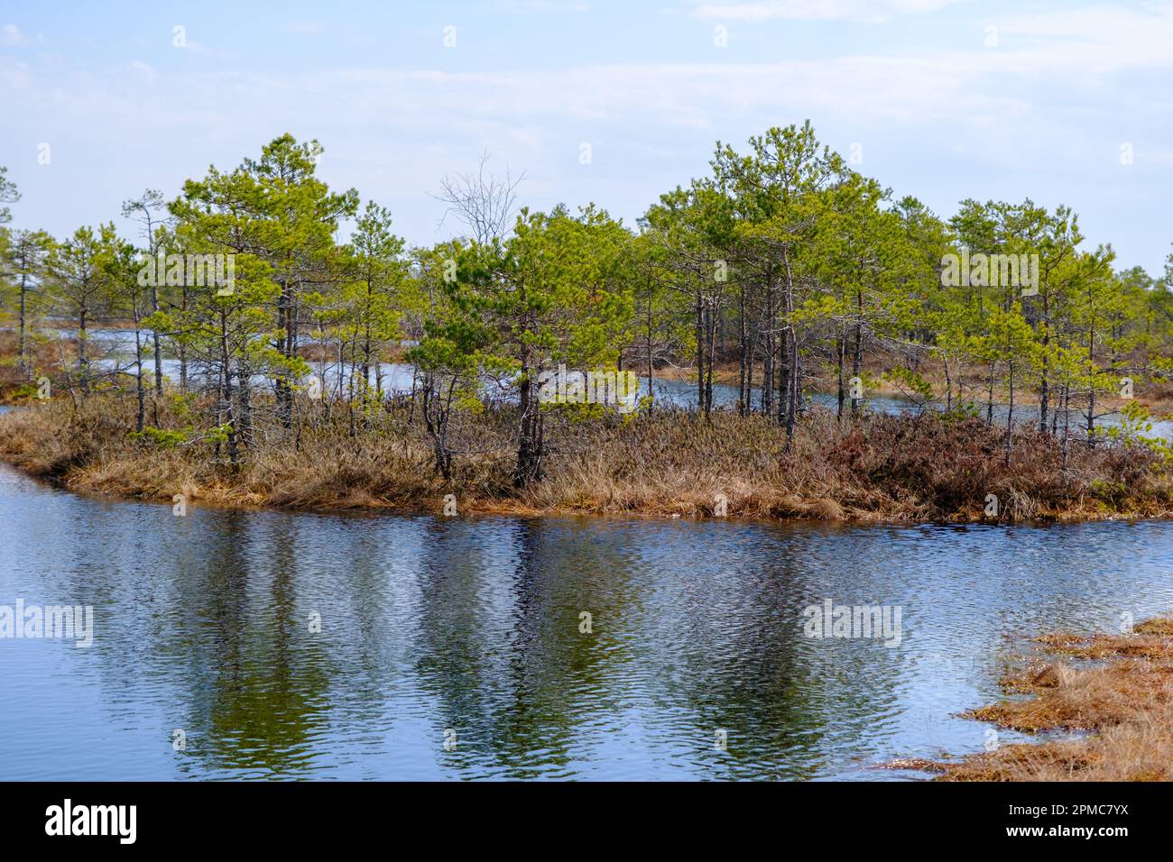 Kemeru swamp, national park with blue lake and trees, and bushes in ...