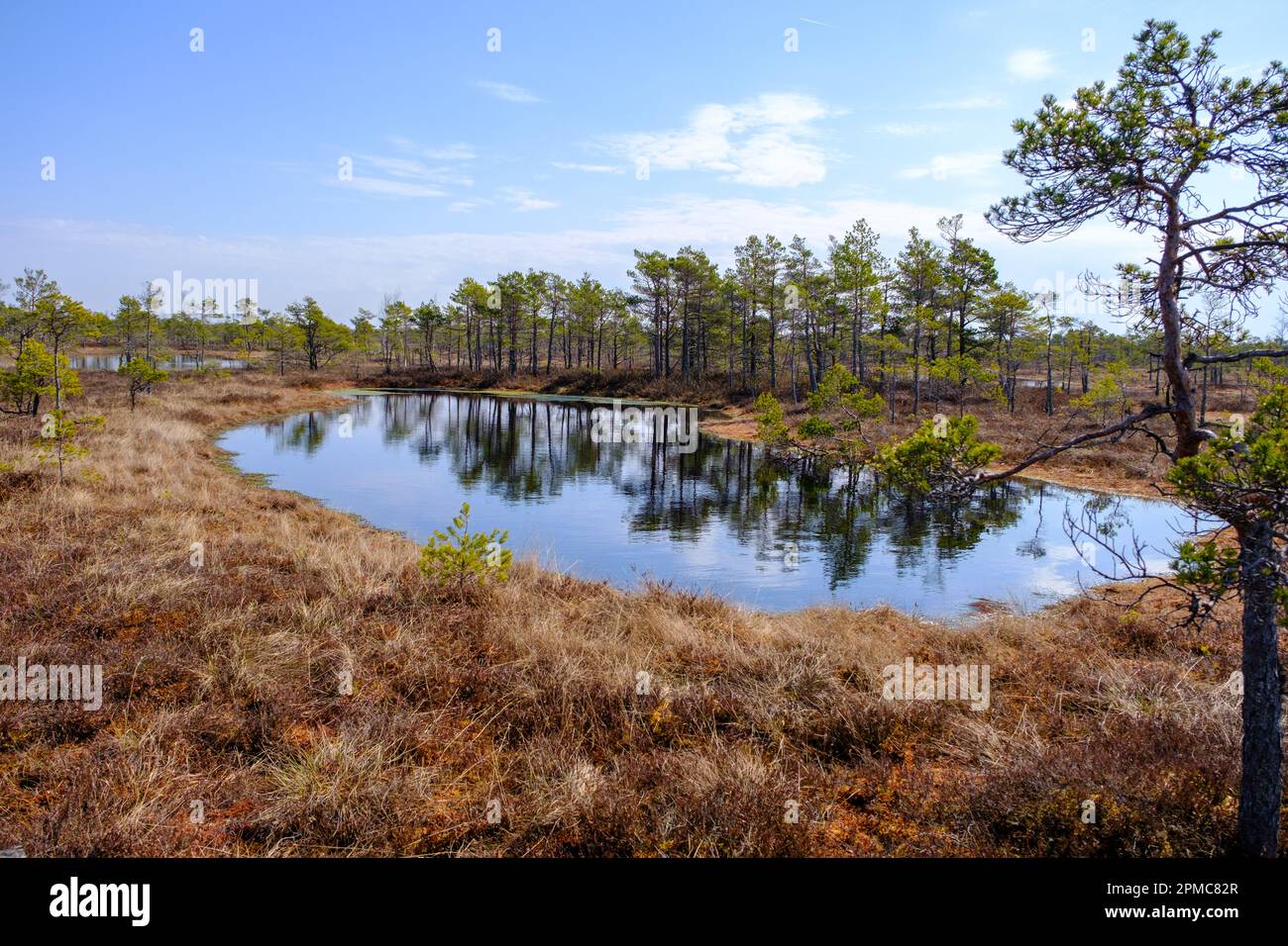 Kemeru swamp, national park with blue lake and trees, and bushes in ...