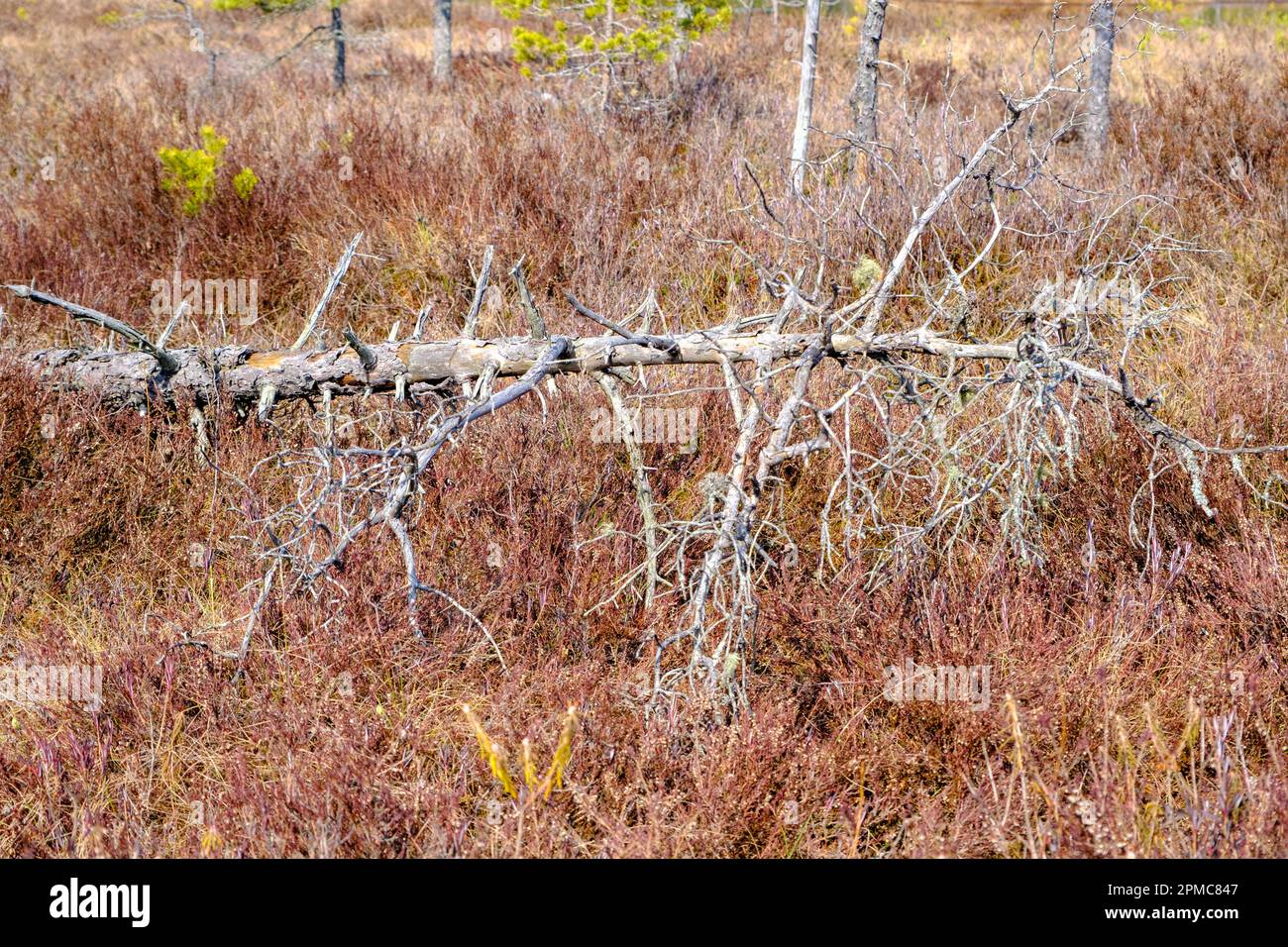 Kemeru swamp, national park with blue lake and trees, and bushes in ...