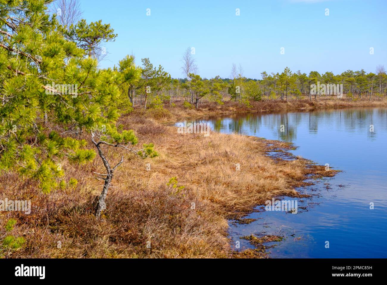 Kemeru swamp, national park with blue lake and trees, and bushes in ...
