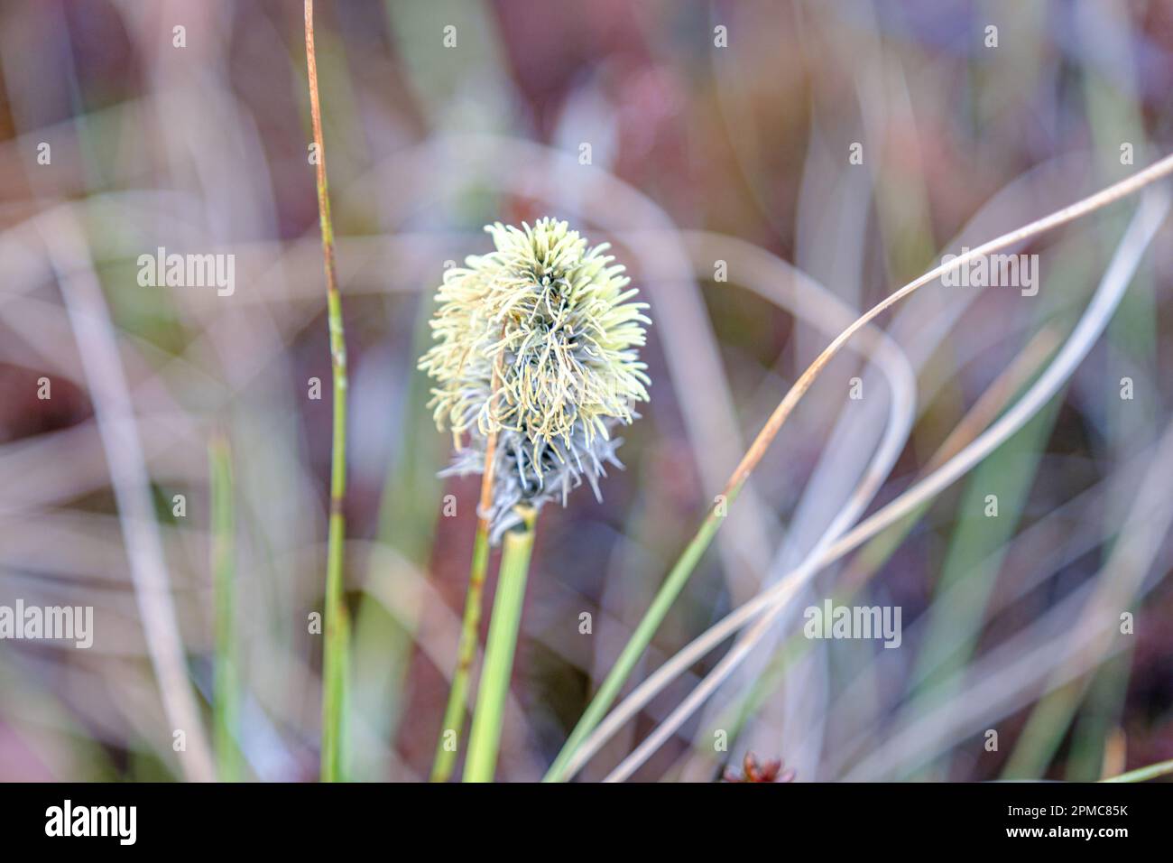 flowers of a plant growing in a swamp on a spring and summer day Stock ...