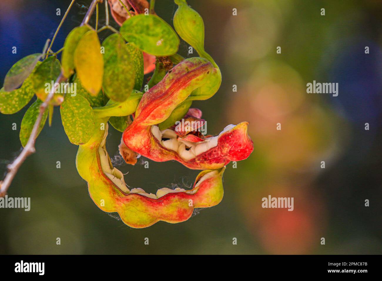 Detail of guamúchil fruit or Pithecellobium dulce, from the Nahuatl ...