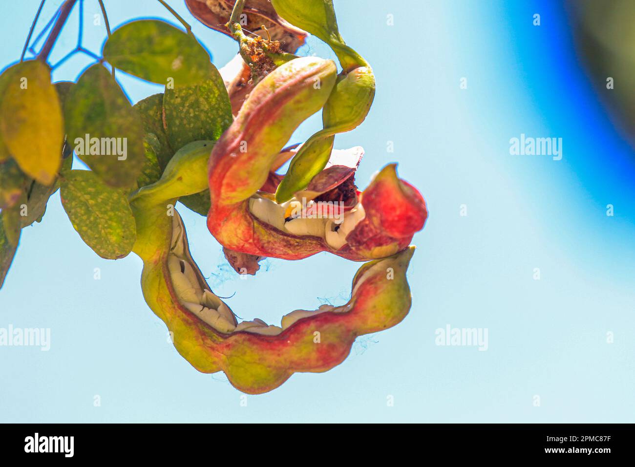 Detail of guamúchil fruit or Pithecellobium dulce, from the Nahuatl ...