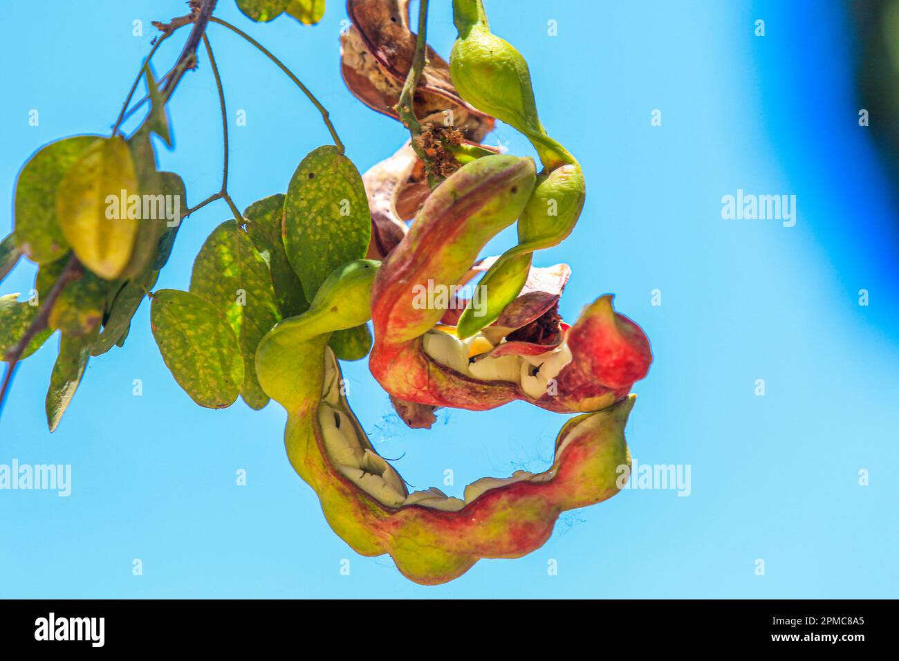 Detail of guamúchil fruit or Pithecellobium dulce, from the Nahuatl ...