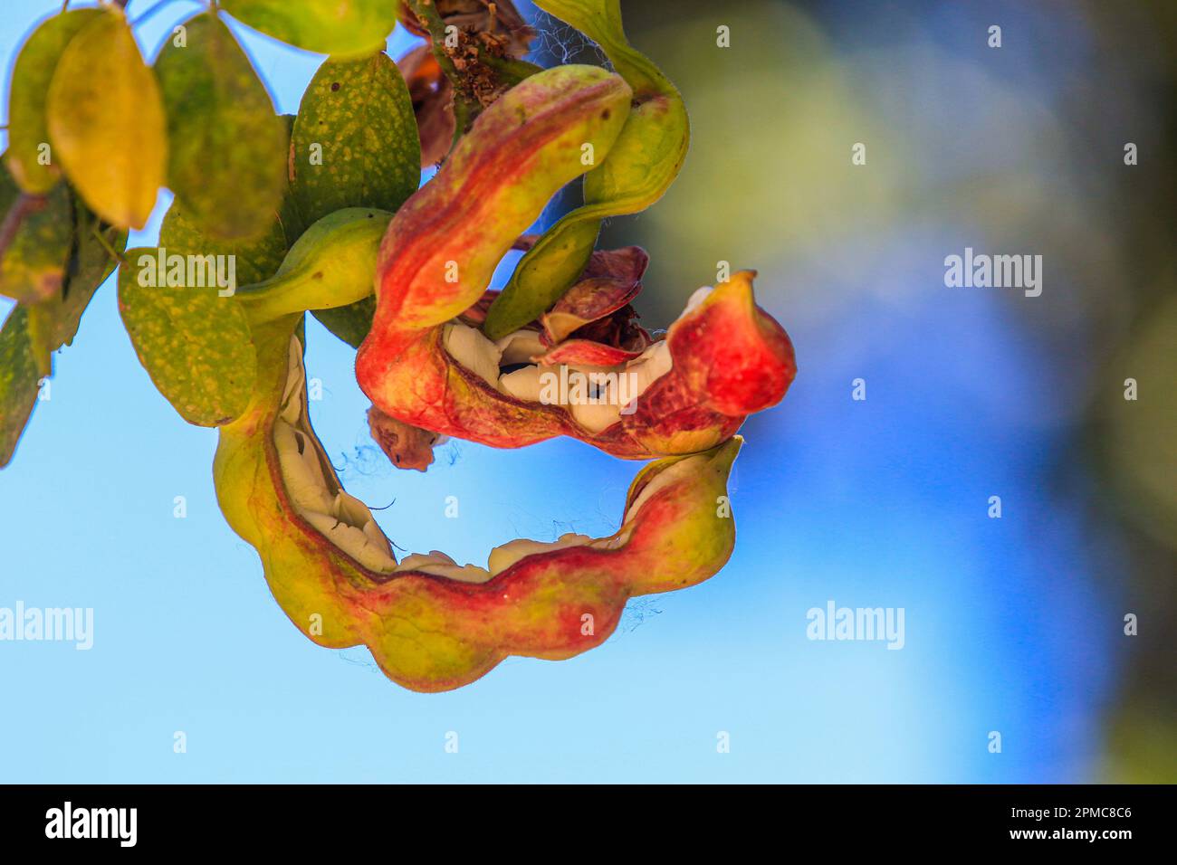 Detail of guamúchil fruit or Pithecellobium dulce, from the Nahuatl ...