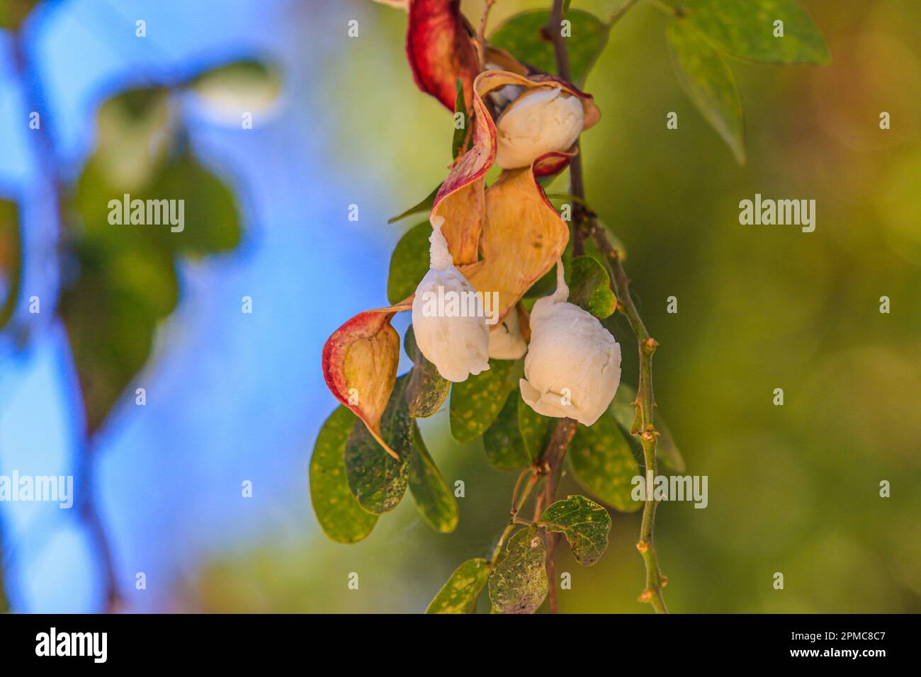 Detail of guamúchil fruit or Pithecellobium dulce, from the Nahuatl ...