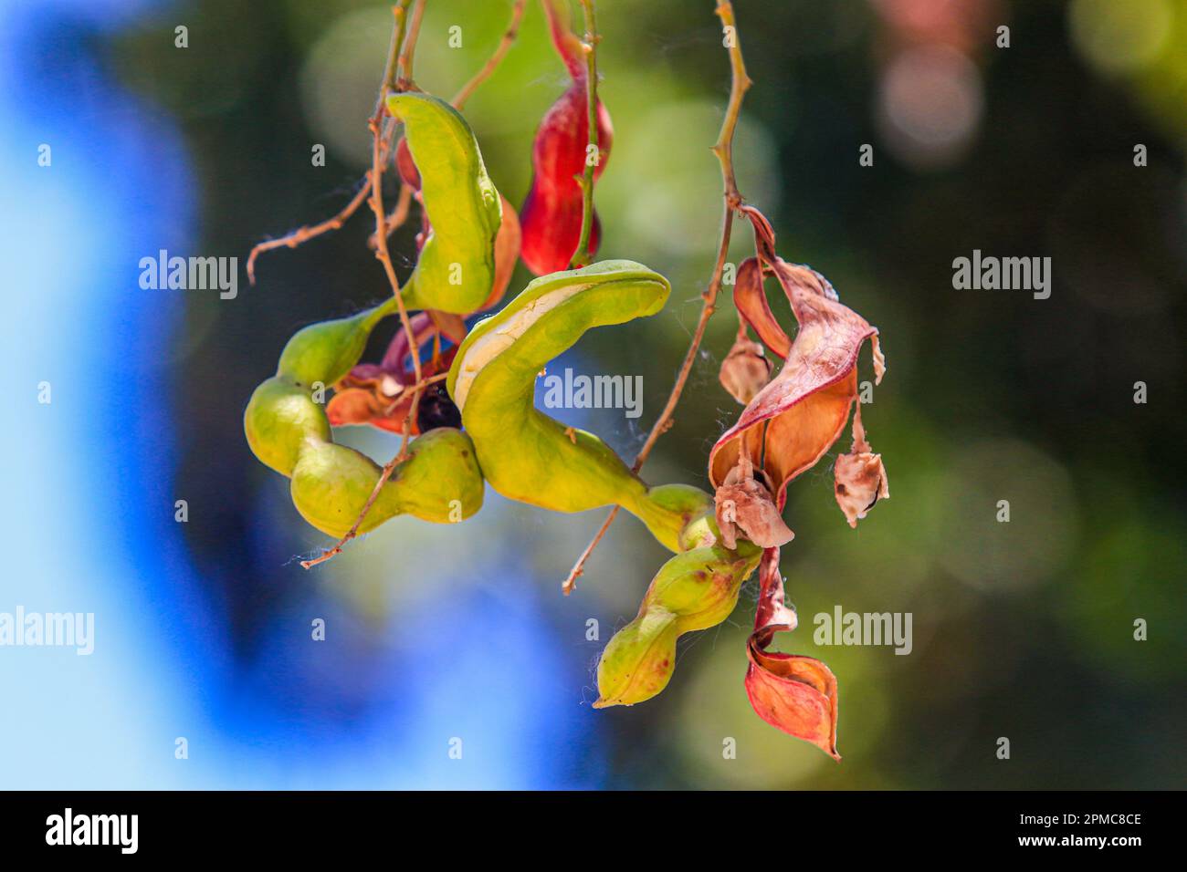 Detail of guamúchil fruit or Pithecellobium dulce, from the Nahuatl ...