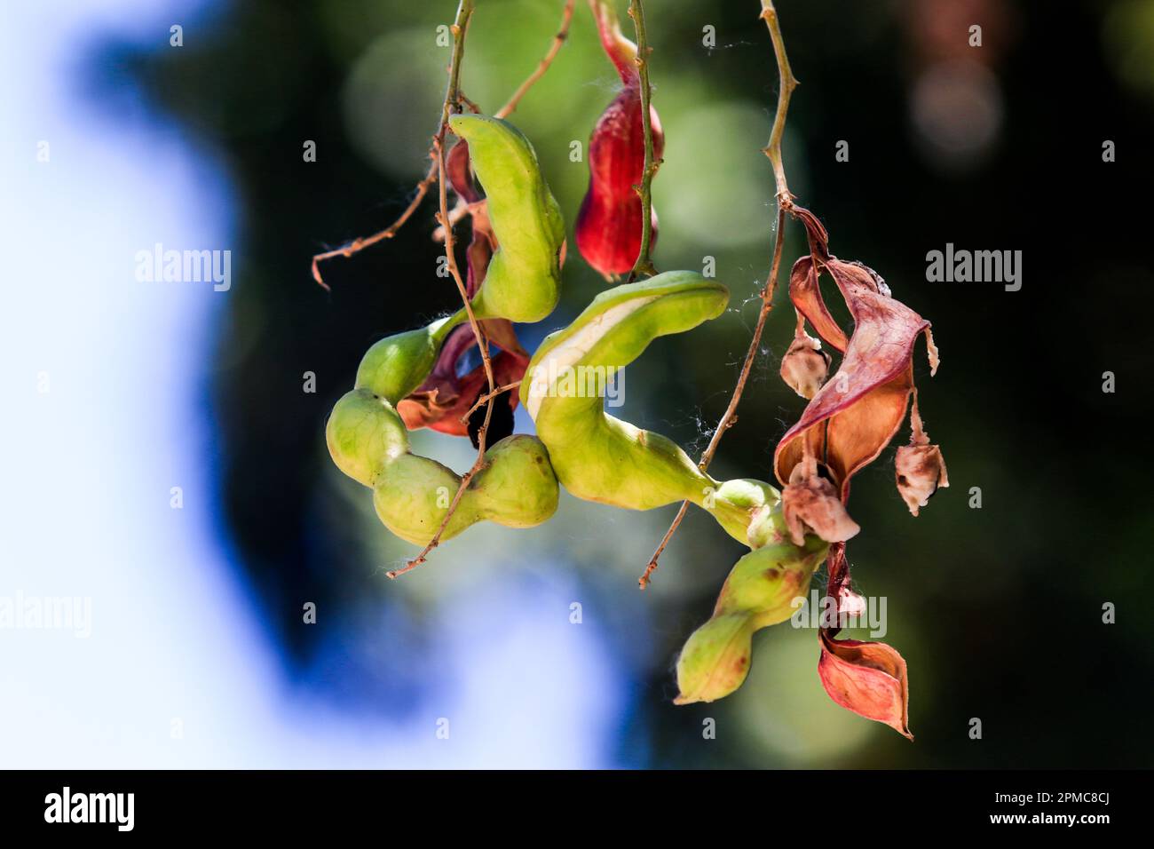 Detail of guamúchil fruit or Pithecellobium dulce, from the Nahuatl ...