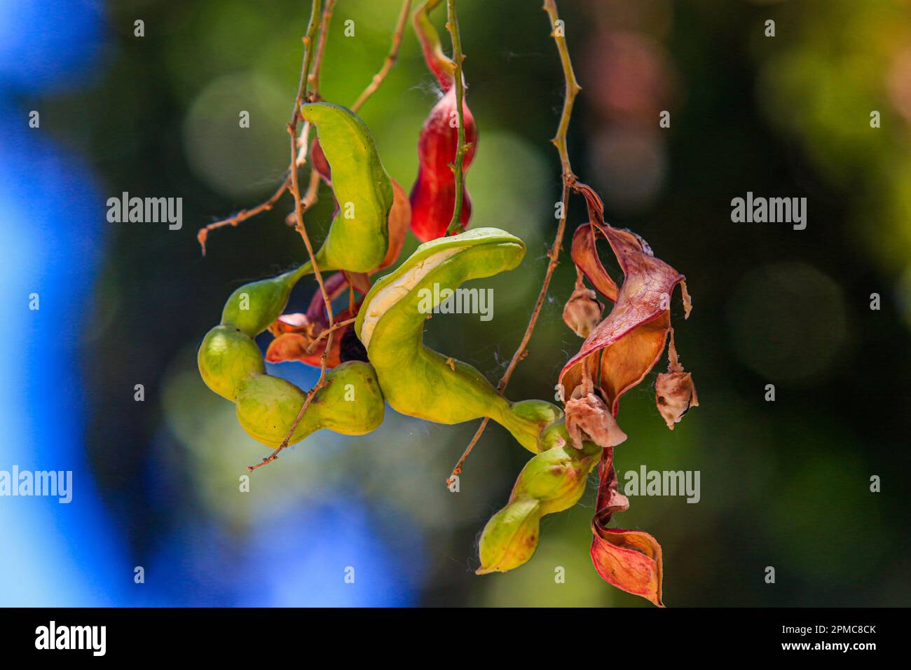 Detail of guamúchil fruit or Pithecellobium dulce, from the Nahuatl ...