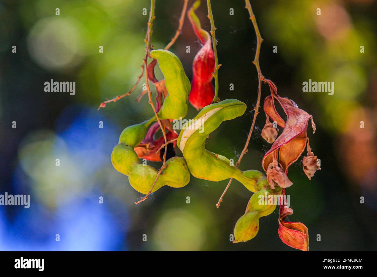Detail of guamúchil fruit or Pithecellobium dulce, from the Nahuatl ...