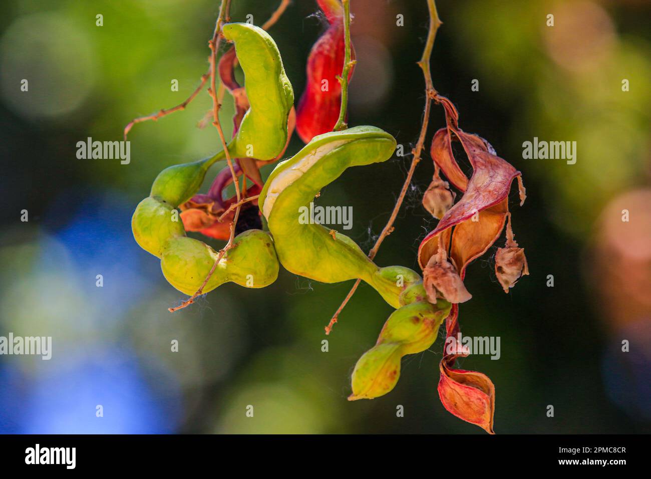 Detail of guamúchil fruit or Pithecellobium dulce, from the Nahuatl ...