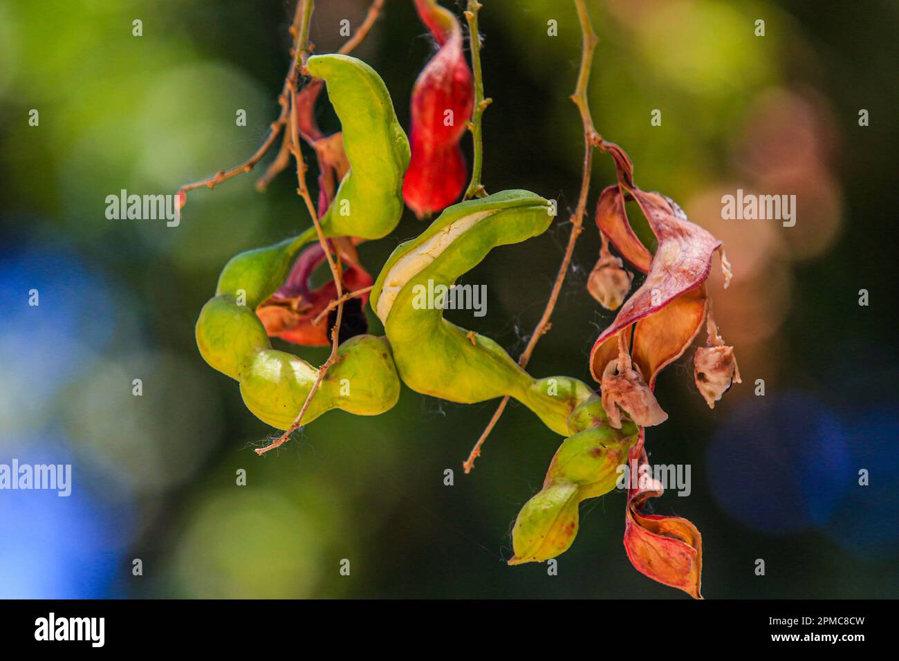 Detail of guamúchil fruit or Pithecellobium dulce, from the Nahuatl ...