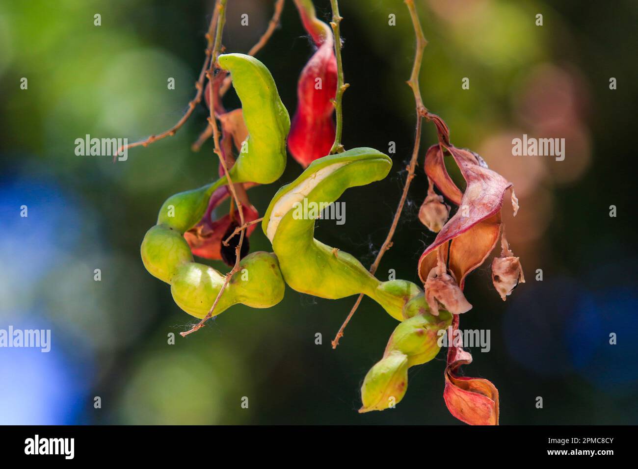 Detail of guamúchil fruit or Pithecellobium dulce, from the Nahuatl ...