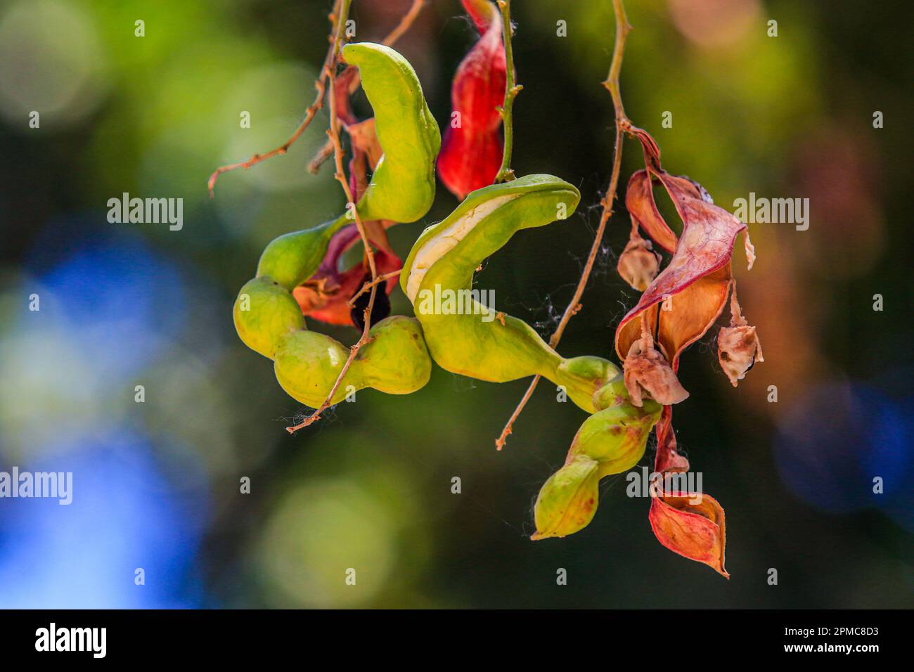 Detail of guamúchil fruit or Pithecellobium dulce, from the Nahuatl ...