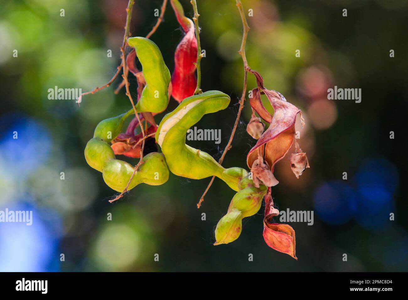 Detail of guamúchil fruit or Pithecellobium dulce, from the Nahuatl ...