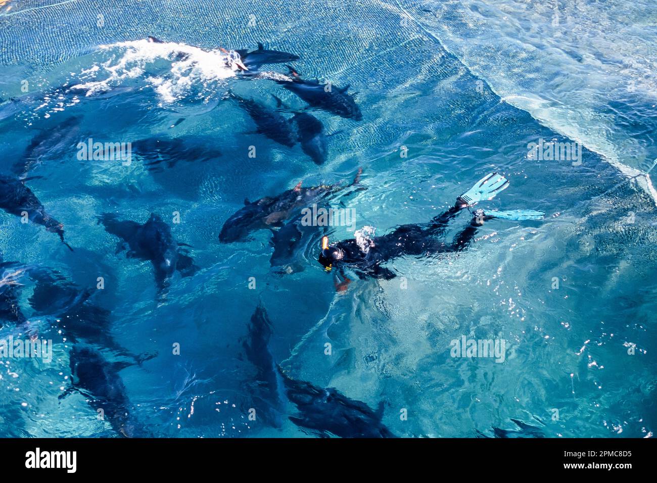 Diver observes 250-300 pound Pacific Ocean bluefin tuna in pen, Thunnus ...