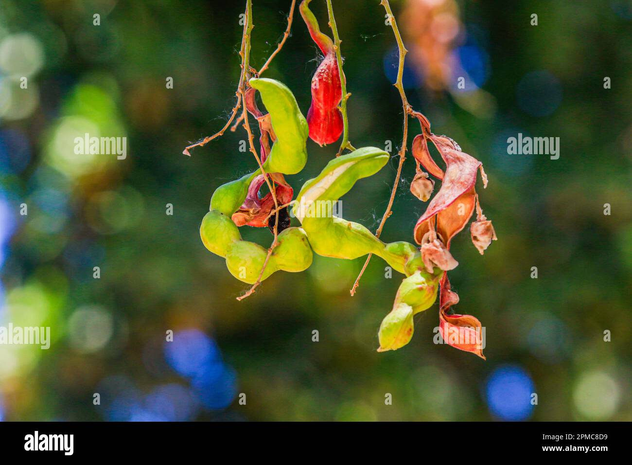 Detail of guamúchil fruit or Pithecellobium dulce, from the Nahuatl ...
