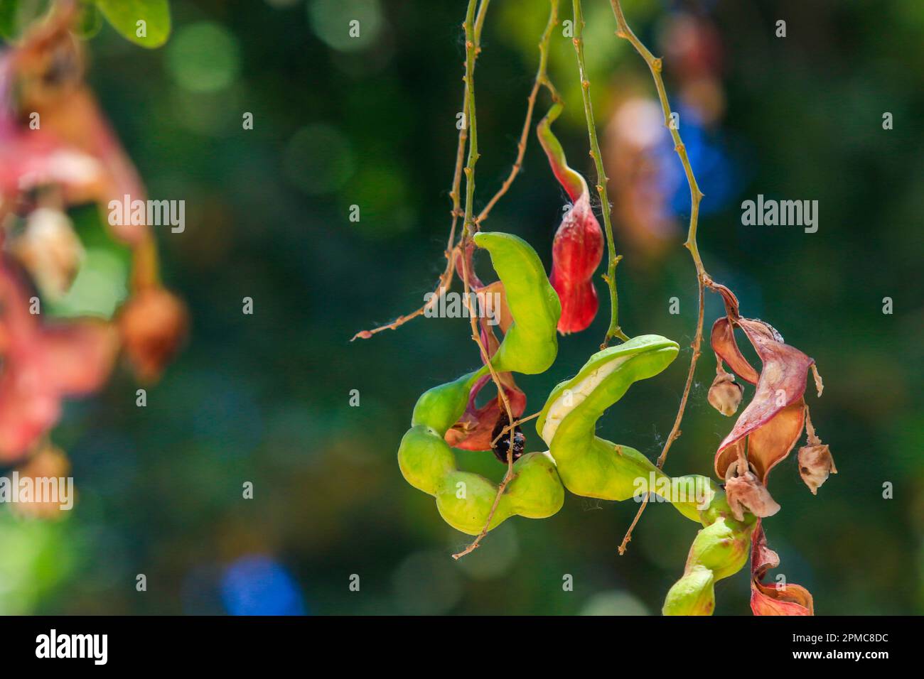 Detail of guamúchil fruit or Pithecellobium dulce, from the Nahuatl ...