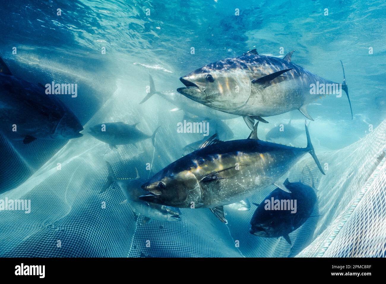 Pacific Ocean bluefin tuna, Thunnus orientalis, pen-raised, Los ...