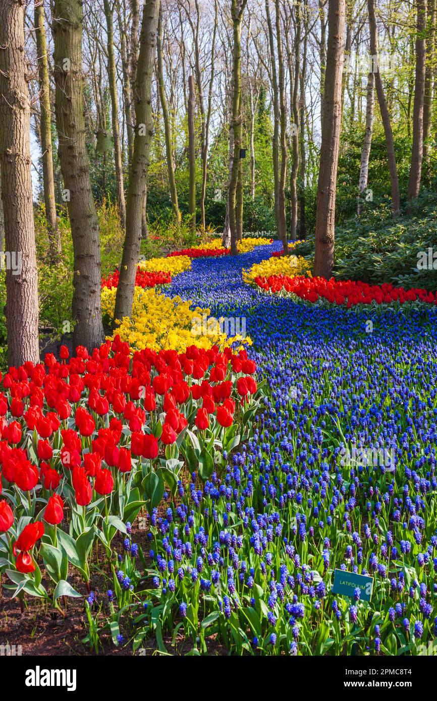 Garden Scene with Muscari 'LATIFOLIUM' and Tulip 'ROB VERLINDEN' and ...