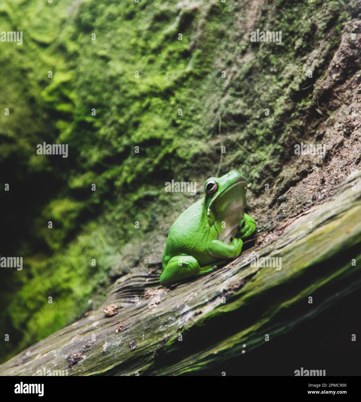 A green tree frog sitting on a log in a terrarium Stock Photo - Alamy