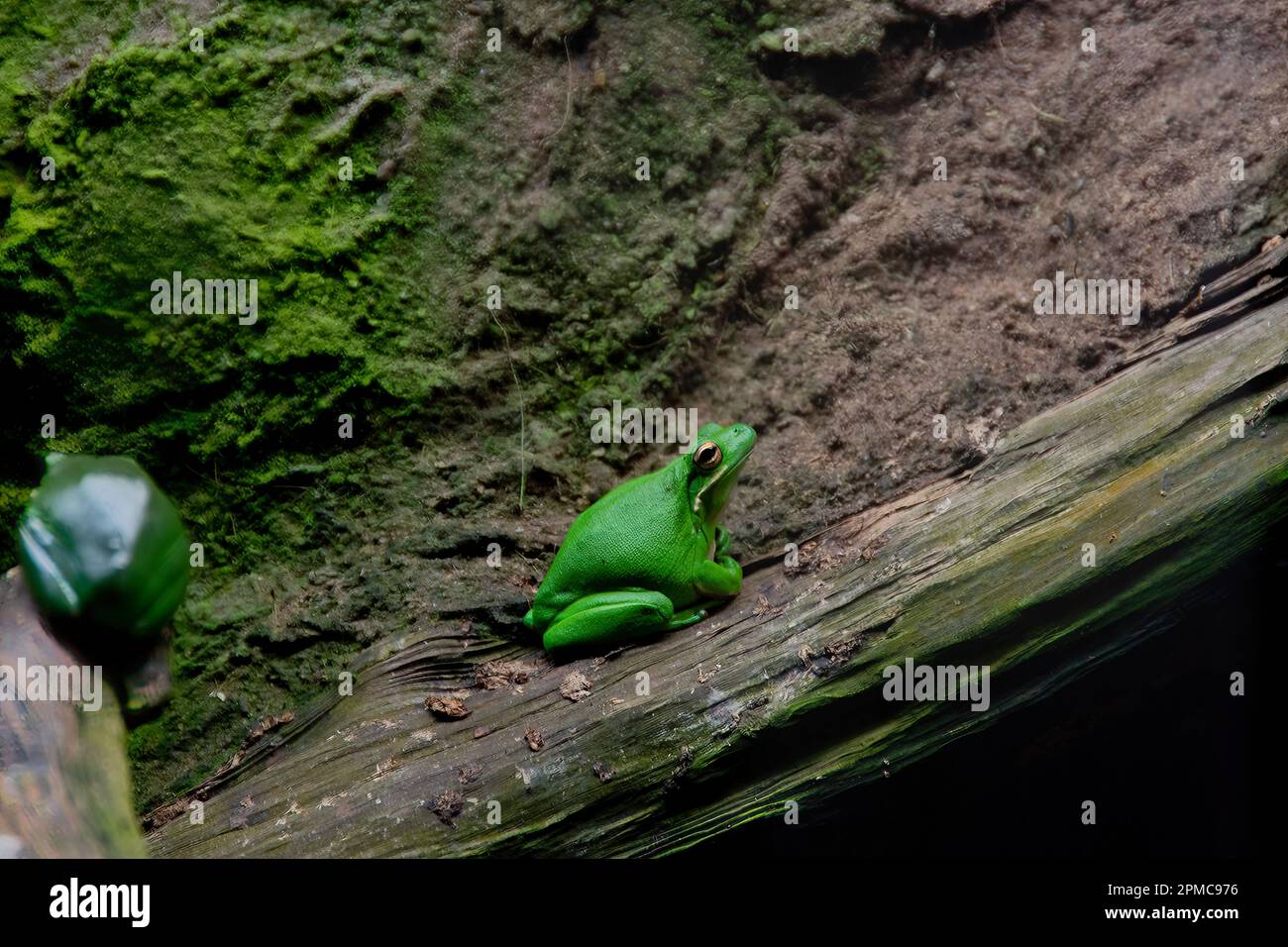 A green tree frog sitting on a log in a terrarium Stock Photo - Alamy