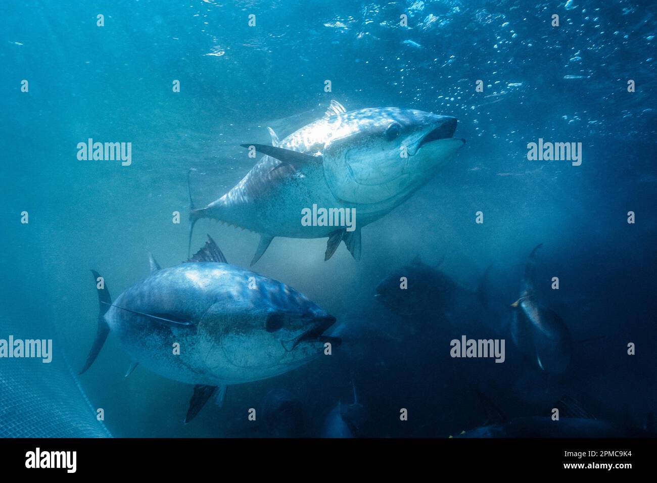 Pacific Ocean bluefin tuna, Thunnus orientalis, pen-raised, Los ...