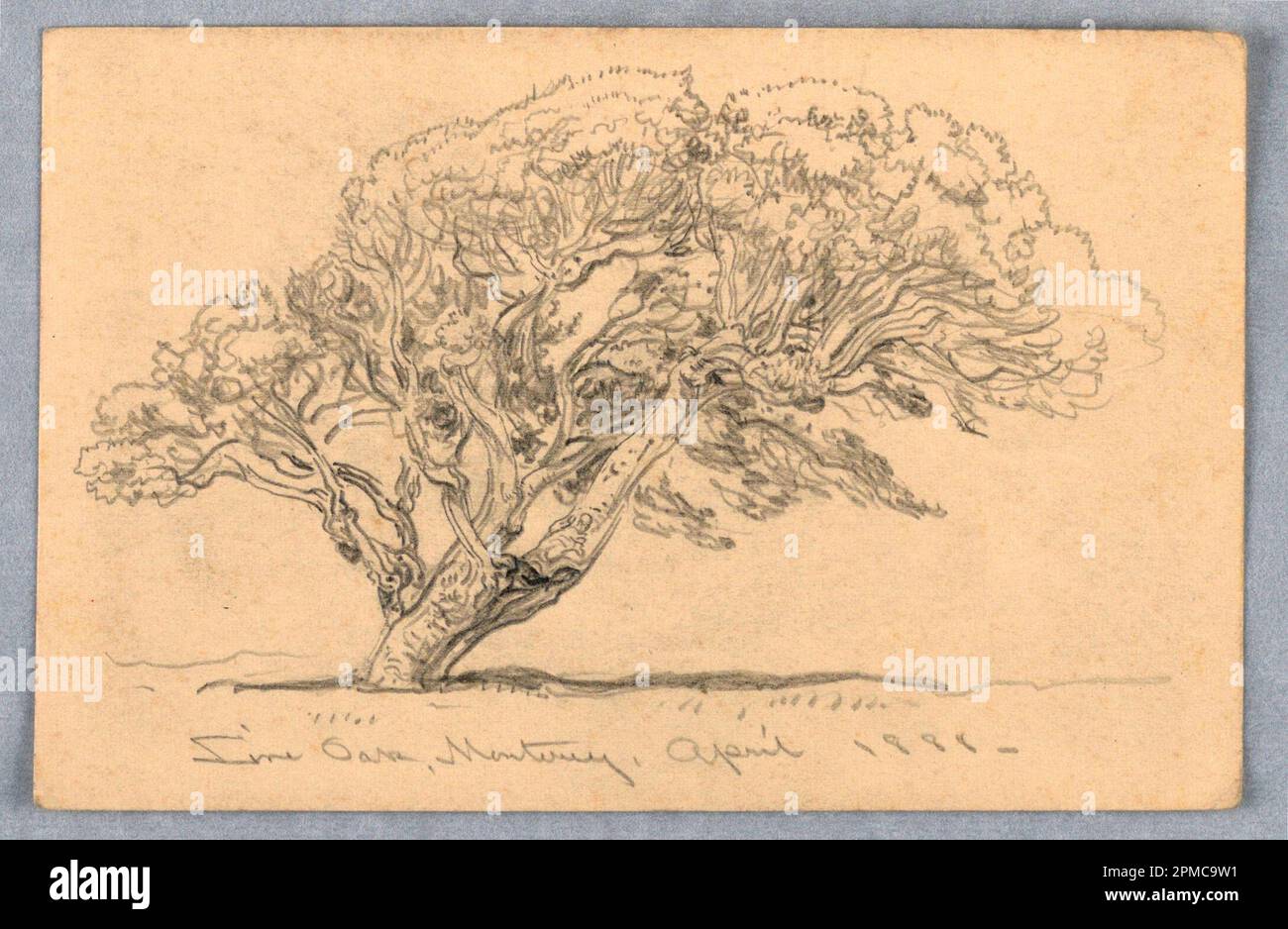 Drawing, Study, Tree, Santa Barbara, California; Samuel Colman ...