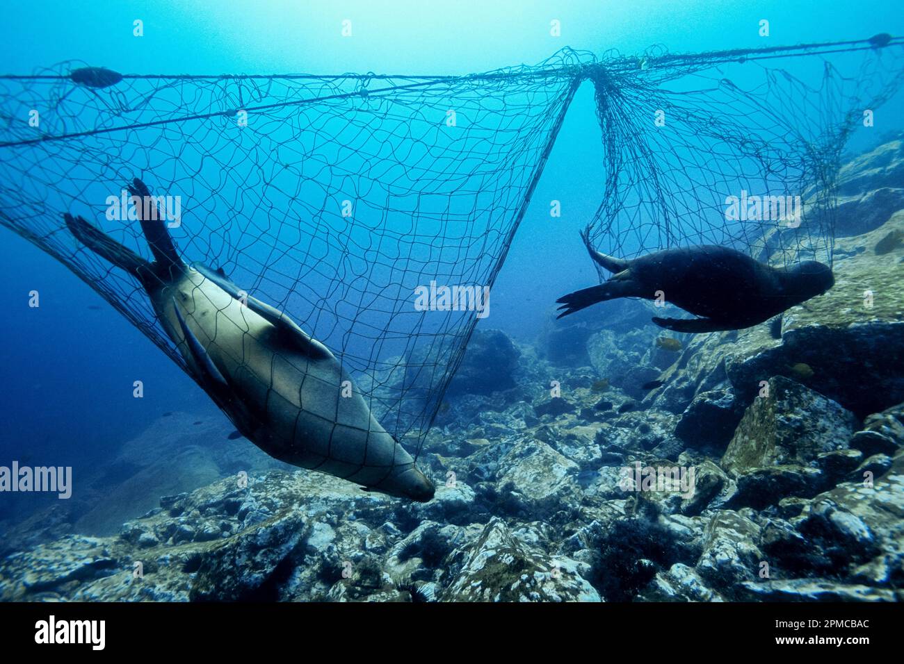 California sea lions, caought in gill net as bycatch, Zalophus ...