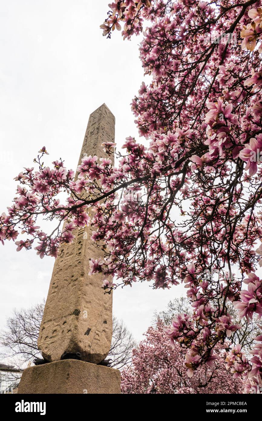 Cleopatra's Needle Obelisk is Surrounded by Magnolia Trees Blooming in ...
