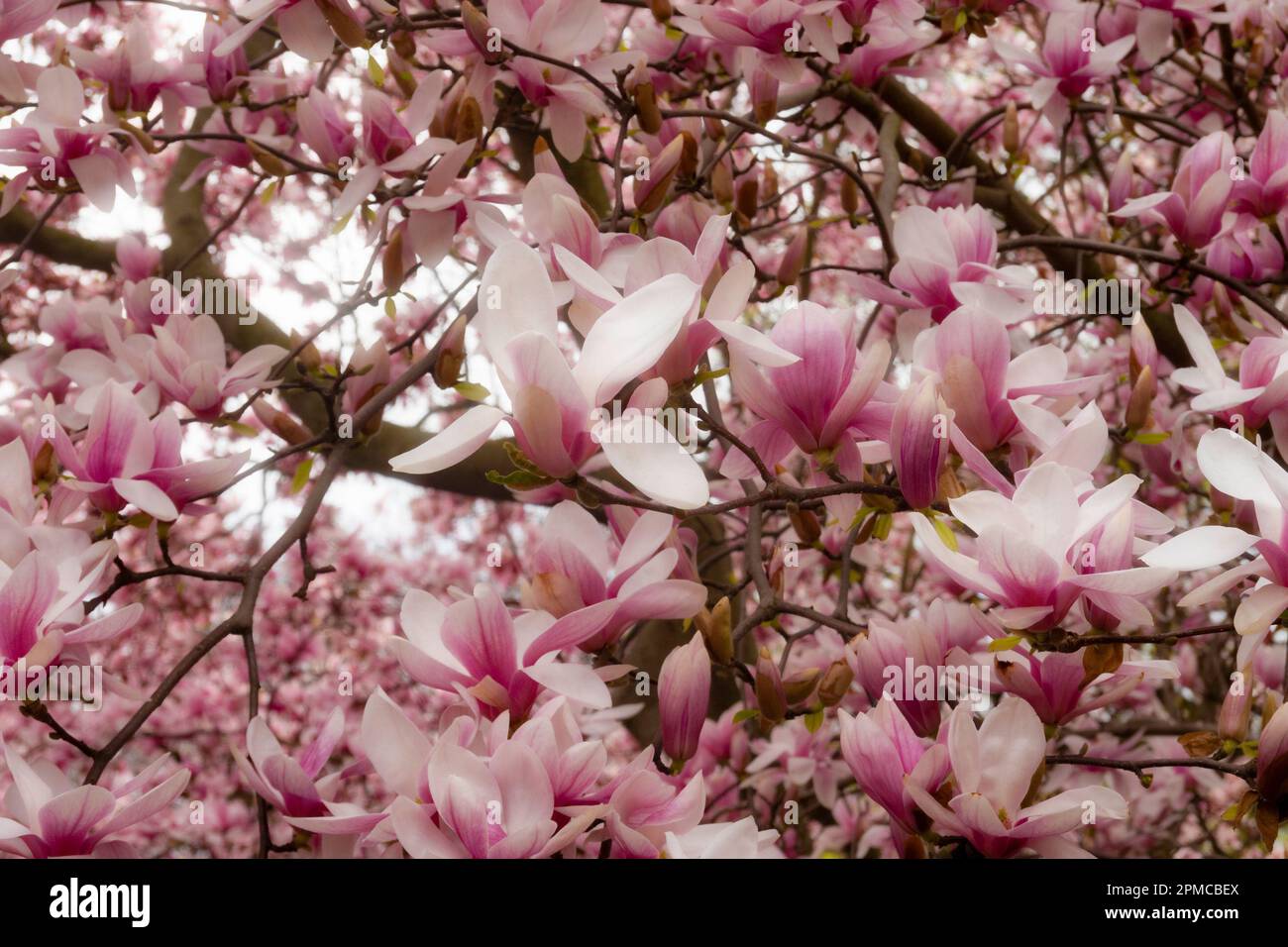 Beautiful Springtime Magnolia Trees with Blossoms in Central Park, New ...