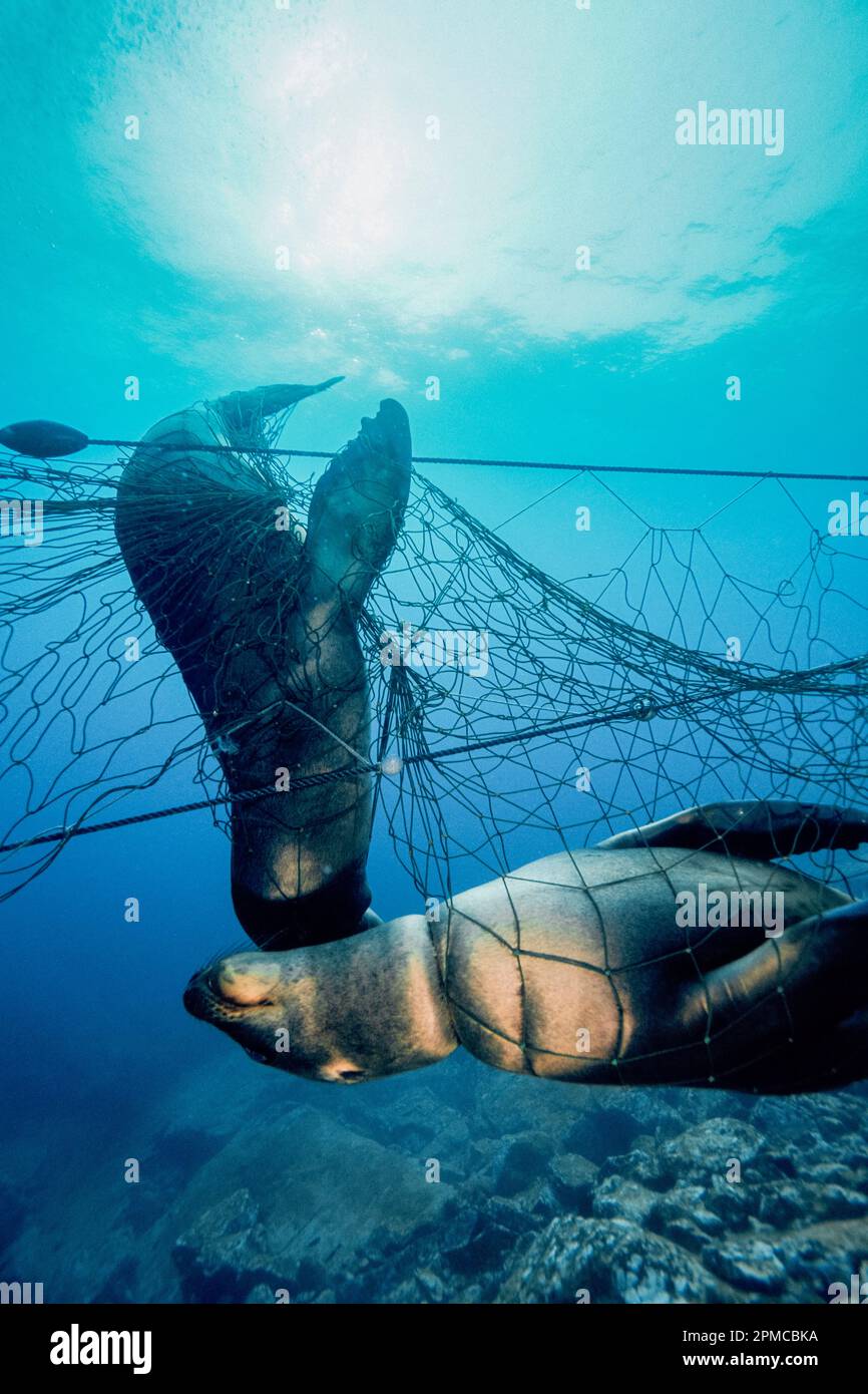 Caought hi-res stock photography and images - Alamy