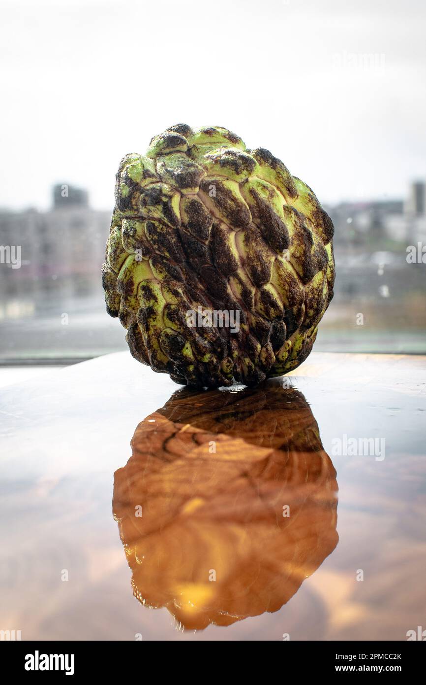 Close up of a custard apple, an exotic fruit with a vanilla smell and ...