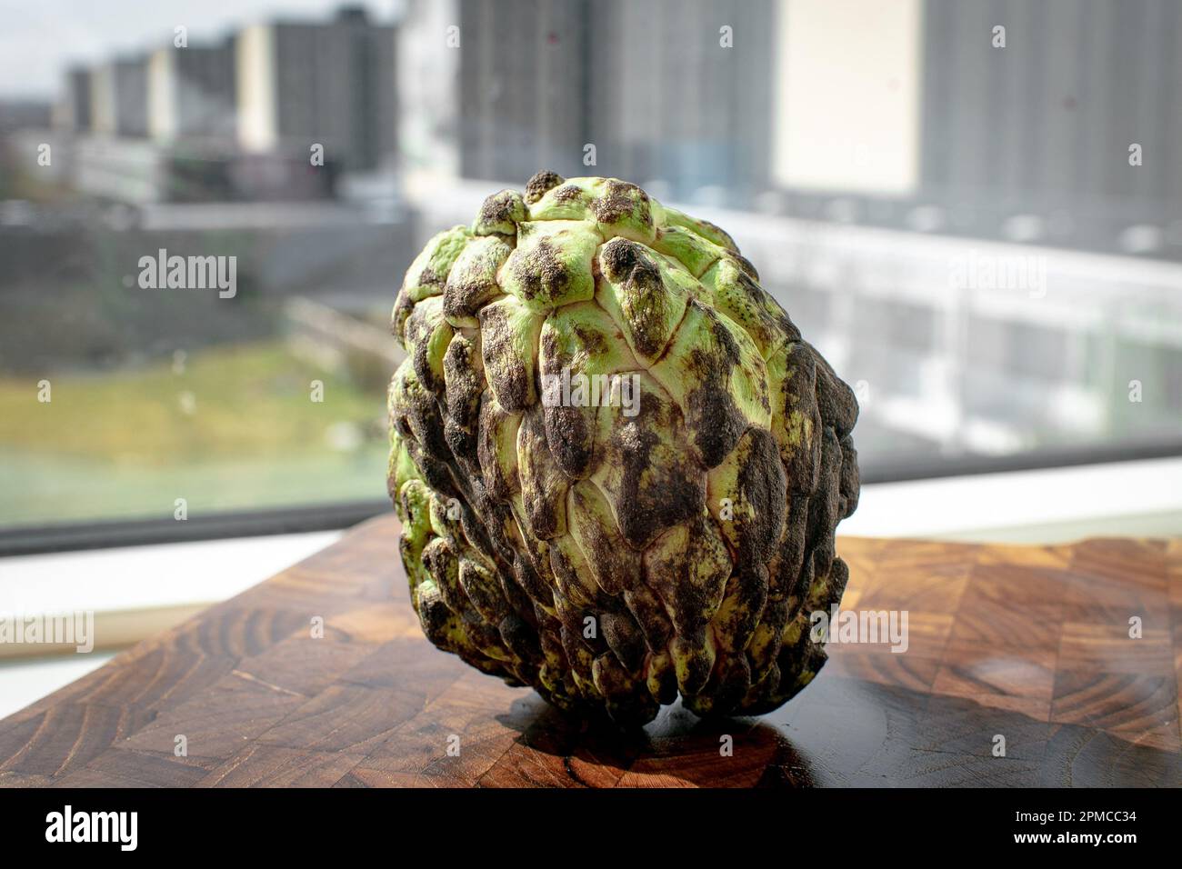Close up of a custard apple, an exotic fruit with a vanilla smell and ...