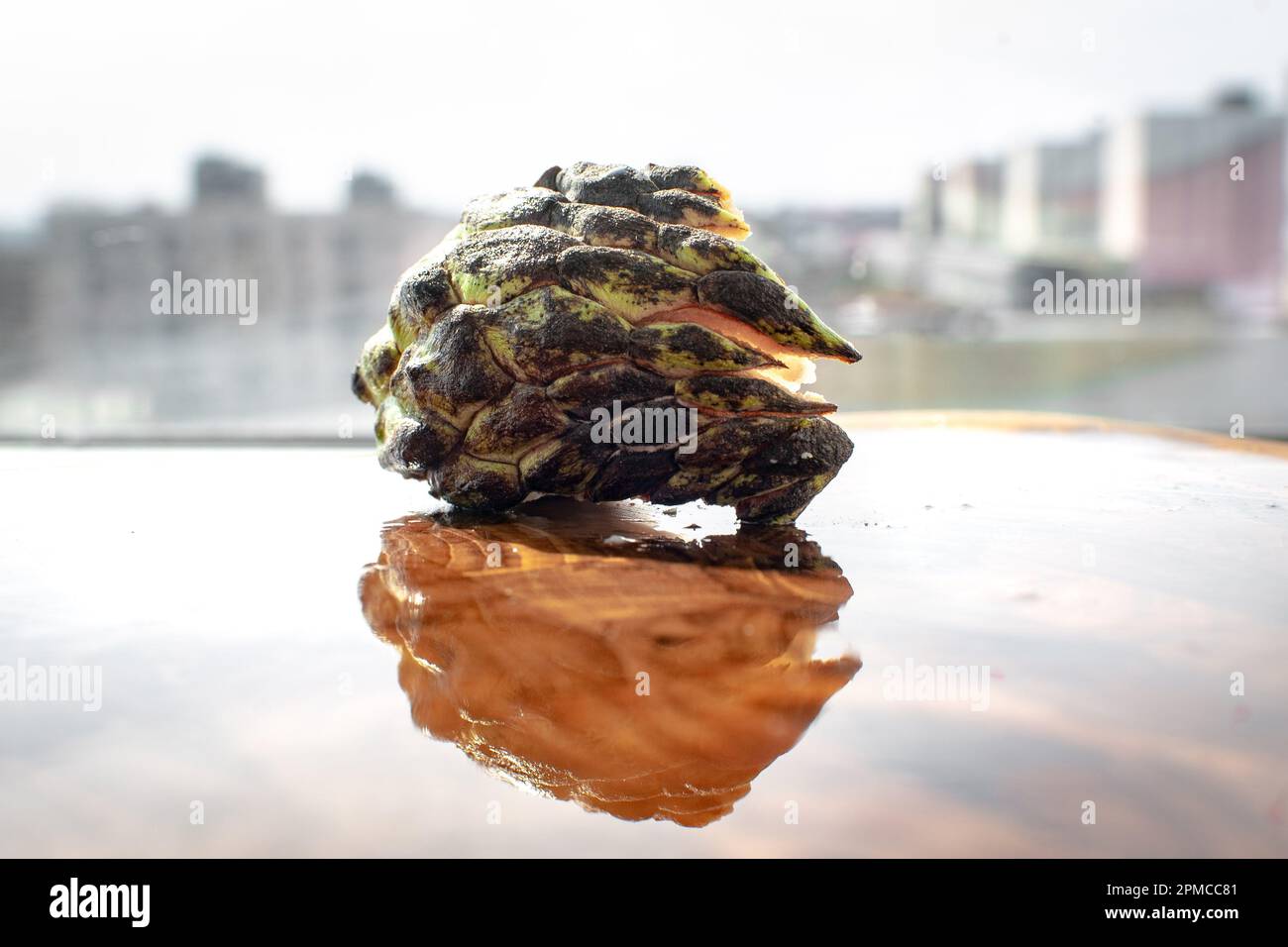 Close up of a custard apple, an exotic fruit with a vanilla smell and ...
