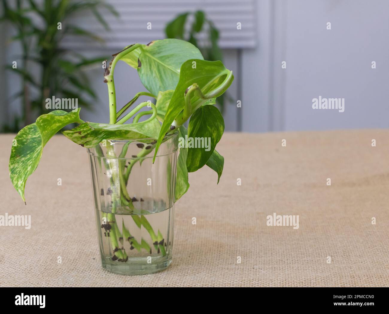 Scindapsus Plant cuttings in a glass vase with water on a background of ...