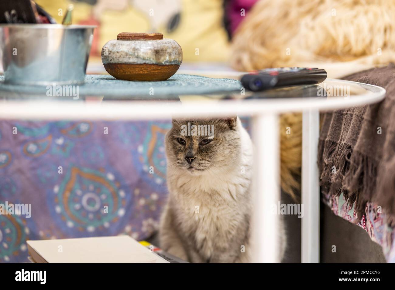 A small concentrated cat blending in with the environment Stock Photo ...