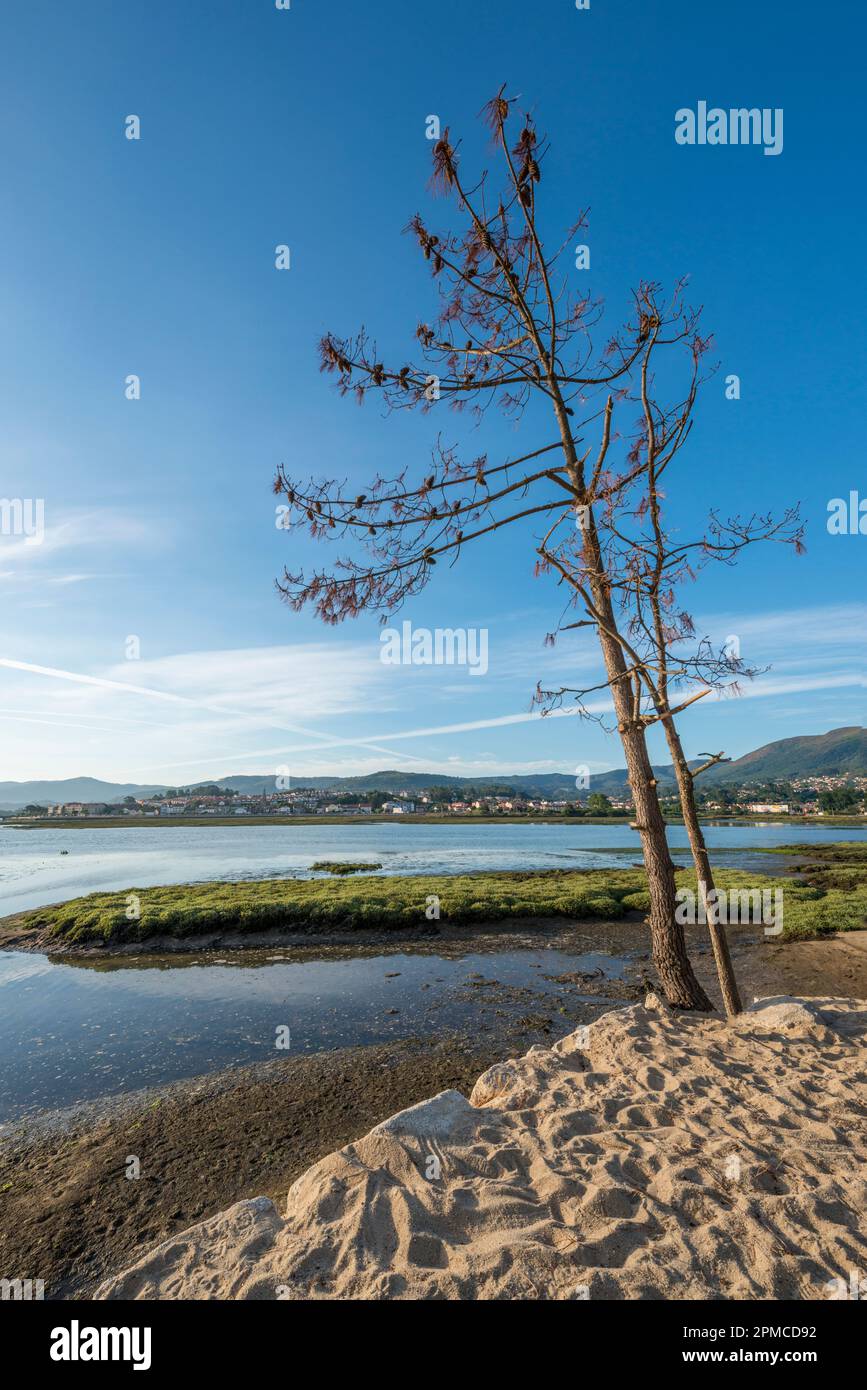 Landscape of sand and beach in a cove with a river mouth and pine trees ...