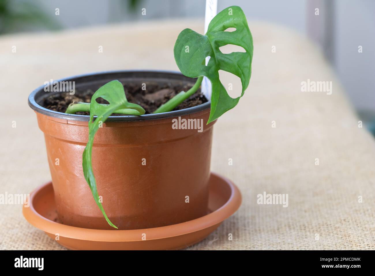 Monstera monkey hi-res stock photography and images - Alamy